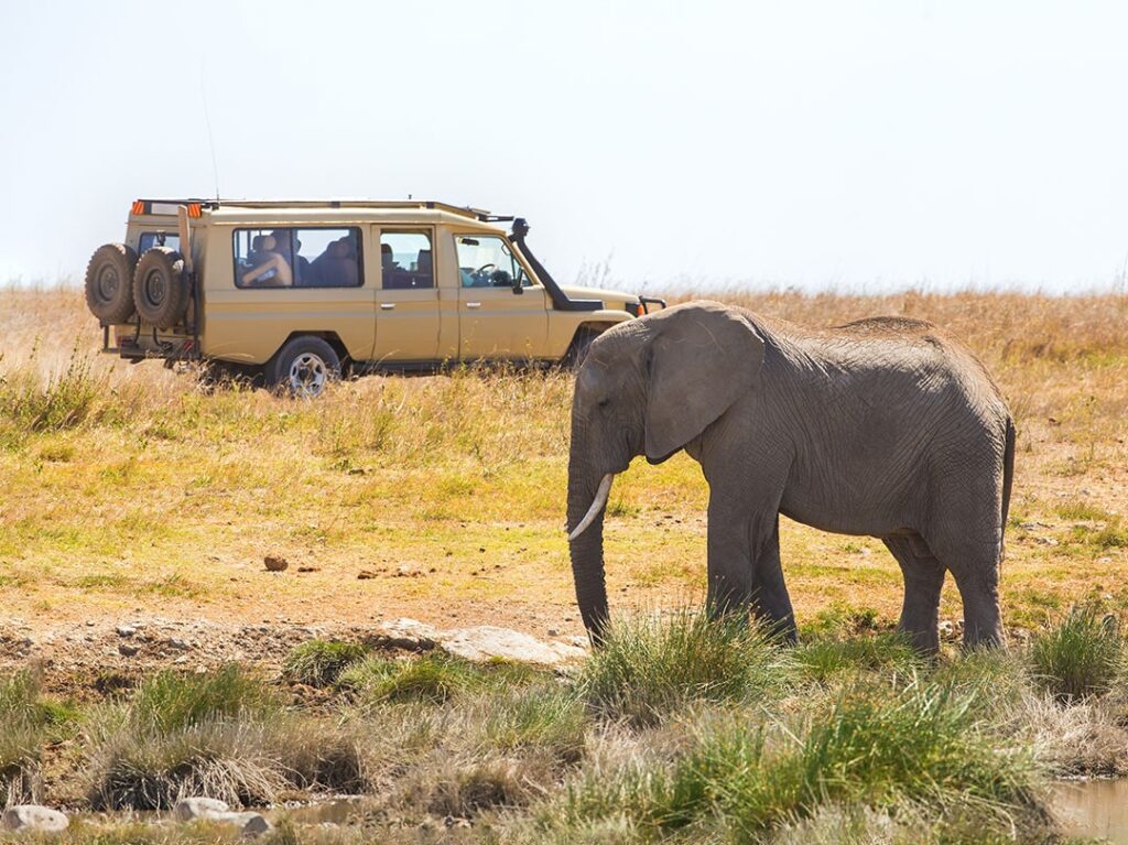 The Big 5 Wild Animals of Tanzania, and Where to Spot Them | Zara ...